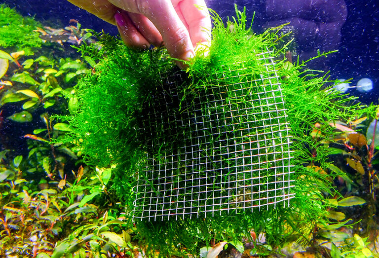 Christmas Moss vs Java Moss: 6 Main Differences and Caring Tips