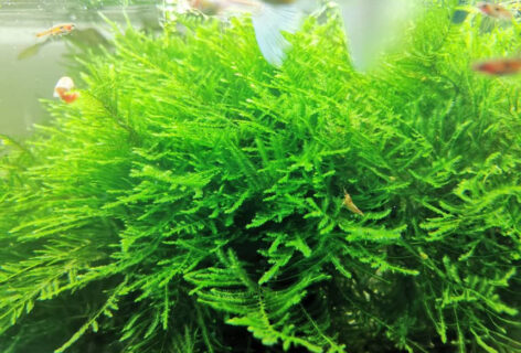 Christmas Moss vs Java Moss: 6 Main Differences and Caring Tips