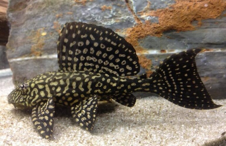 9 Dojo Loach Tank Mates and How to Set Up an Aquarium