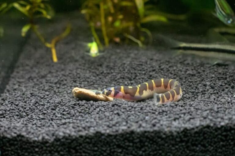 9 Dojo Loach Tank Mates and How to Set Up an Aquarium