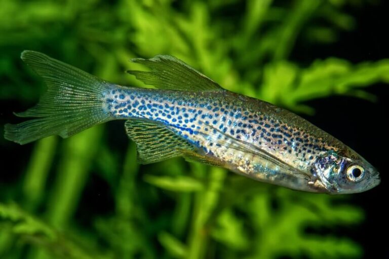 9 Dojo Loach Tank Mates and How to Set Up an Aquarium