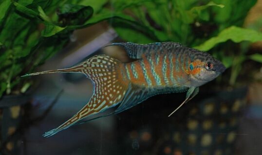 9 Dojo Loach Tank Mates and How to Set Up an Aquarium