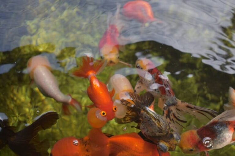 How to Tell if a Goldfish is Pregnant?