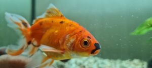 How to Tell if a Goldfish is Pregnant?