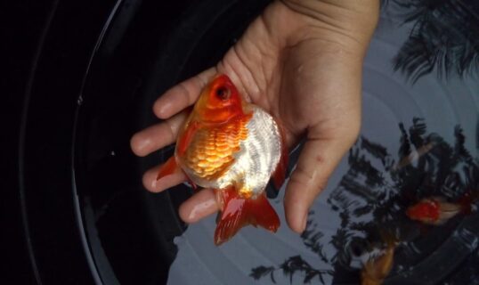 How to Tell if a Goldfish is Pregnant?