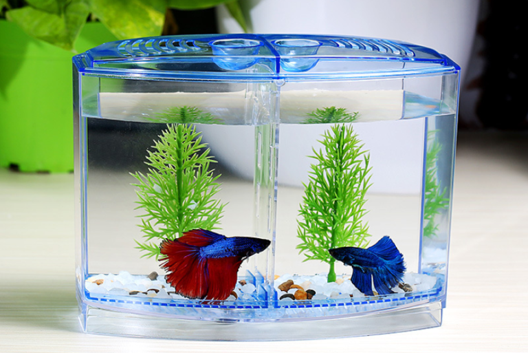 Can You Keep a Male and Female Betta Together - 11 Methods that Work