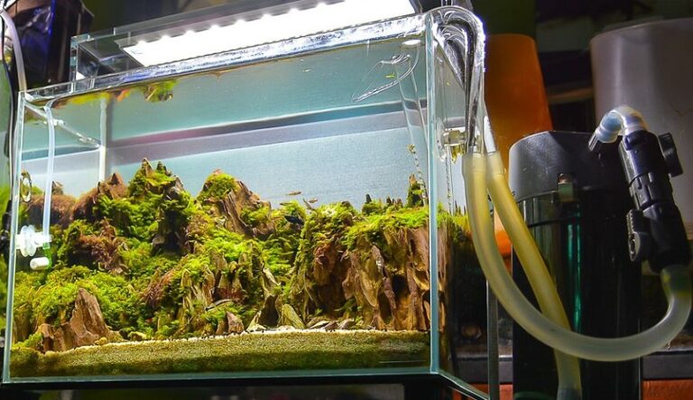 7 Best Filters for Betta Tanks Reviewed (Winter 2025)