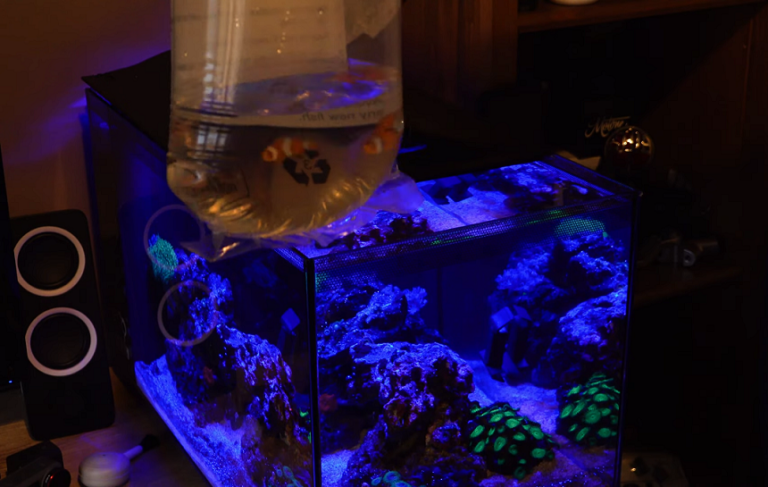 How Long to Acclimate Fish: Everything You Need to Know (Winter 2023)