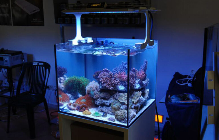 7 Best Shrimp Tanks Reviewed in Detail (Winter 2026)
