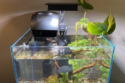 8 Quietest Aquarium Filters Reviewed in Detail (Spring 2026)