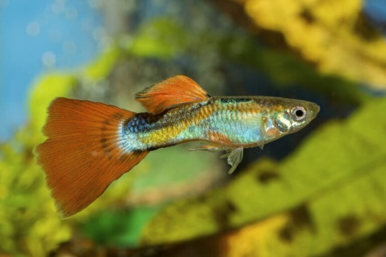 Best Fish for 5-Gallon Tanks: 3 Ultimate Picks and 14 Other Great Options